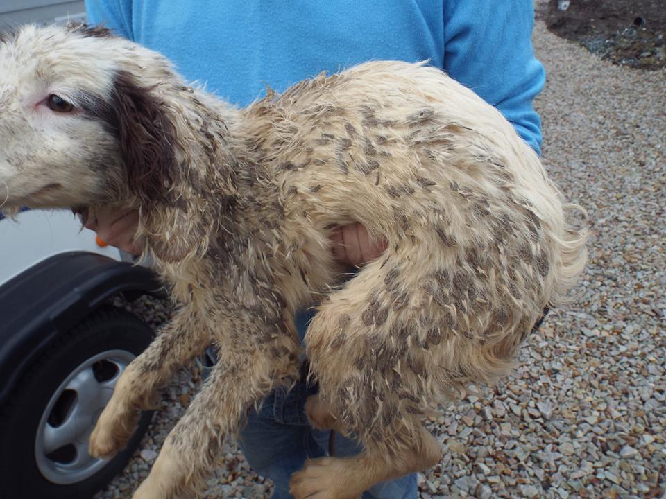 Donegal Pet Rescue 'shocked' at state of 28 dogs taken from owner ...