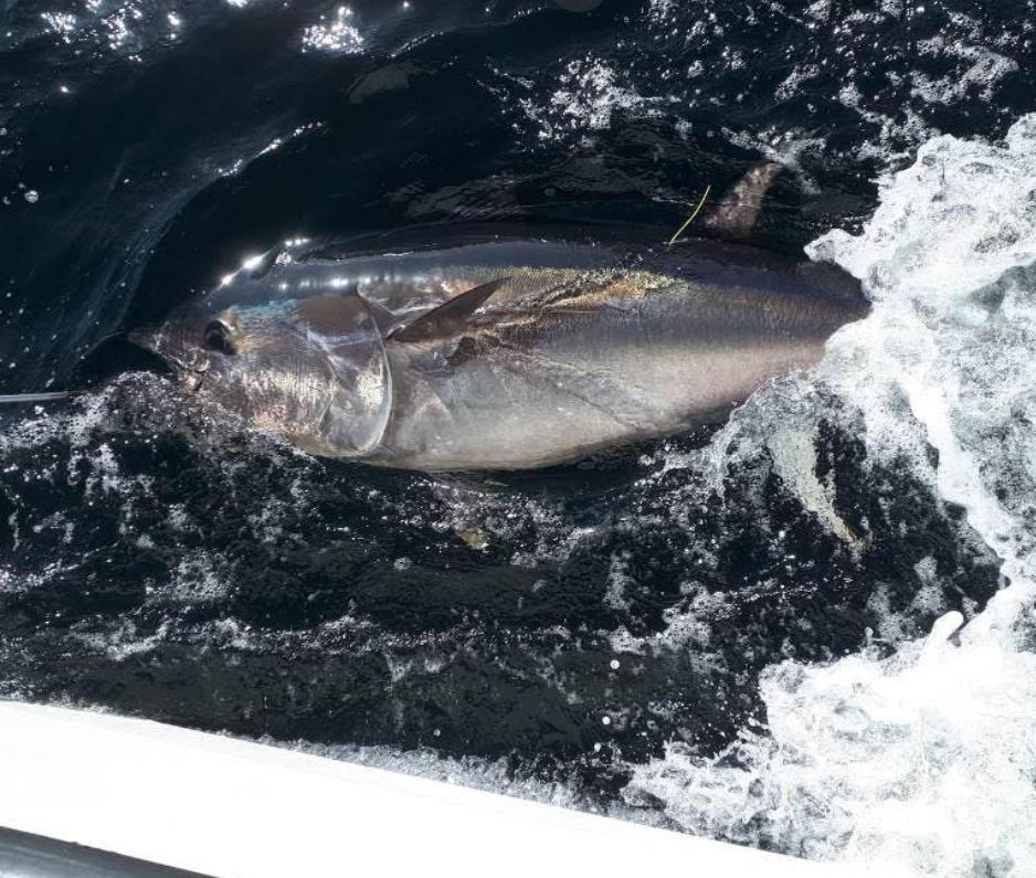 Six Donegal boats included in latest Bluefin Tuna tagging project ...