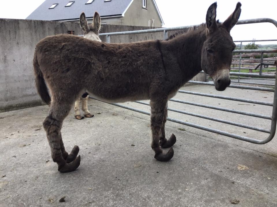 Eight donkeys rescued by Donegal Donkey Sanctuary - Highland Radio ...
